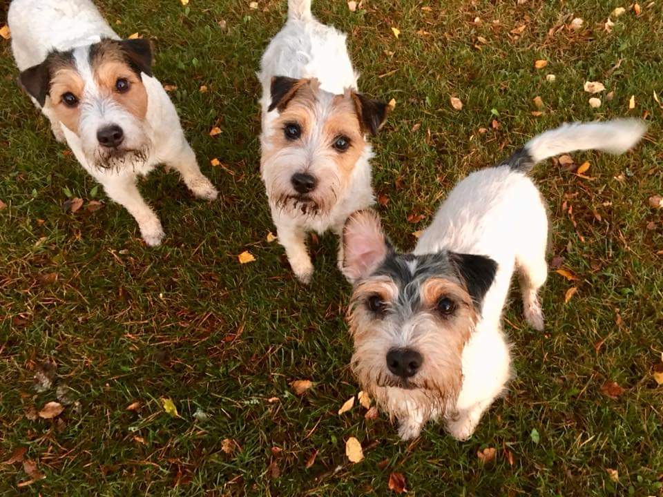 Hallitus – Mäntän seudun koirakerho ry.